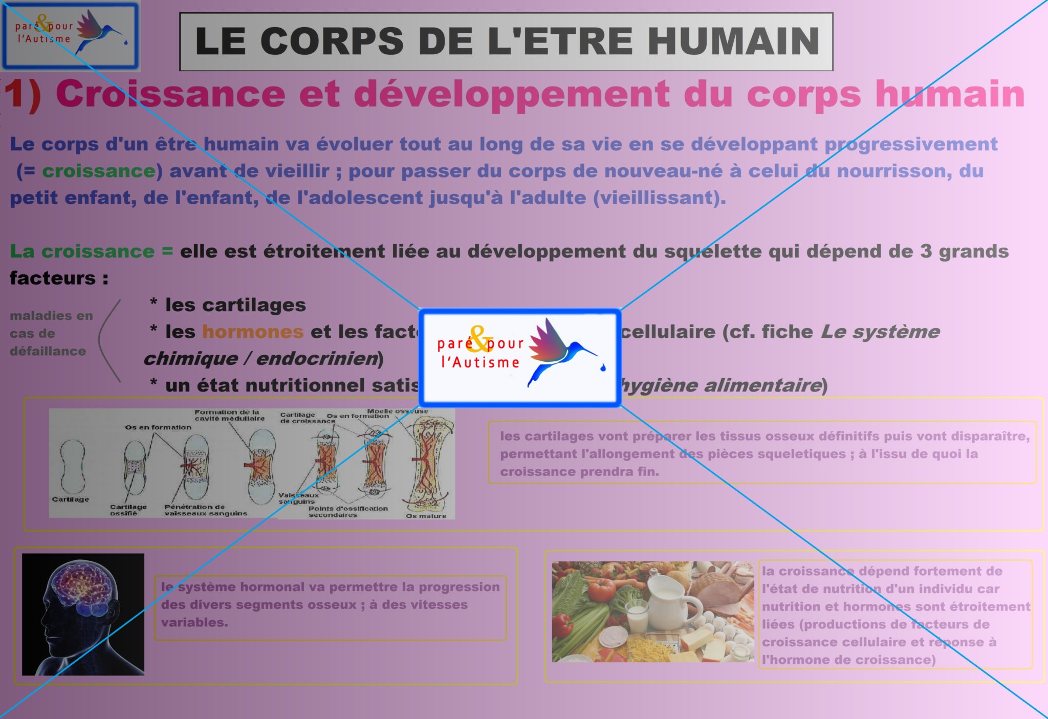 Croissance et développement du corps humain | La croissance1